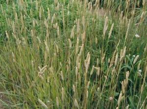 Timothy Grass - Start My Hunt